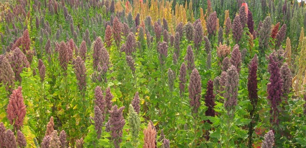 La quínoa: un regalo de la naturaleza para la humanidad | EL PODER DEL ...